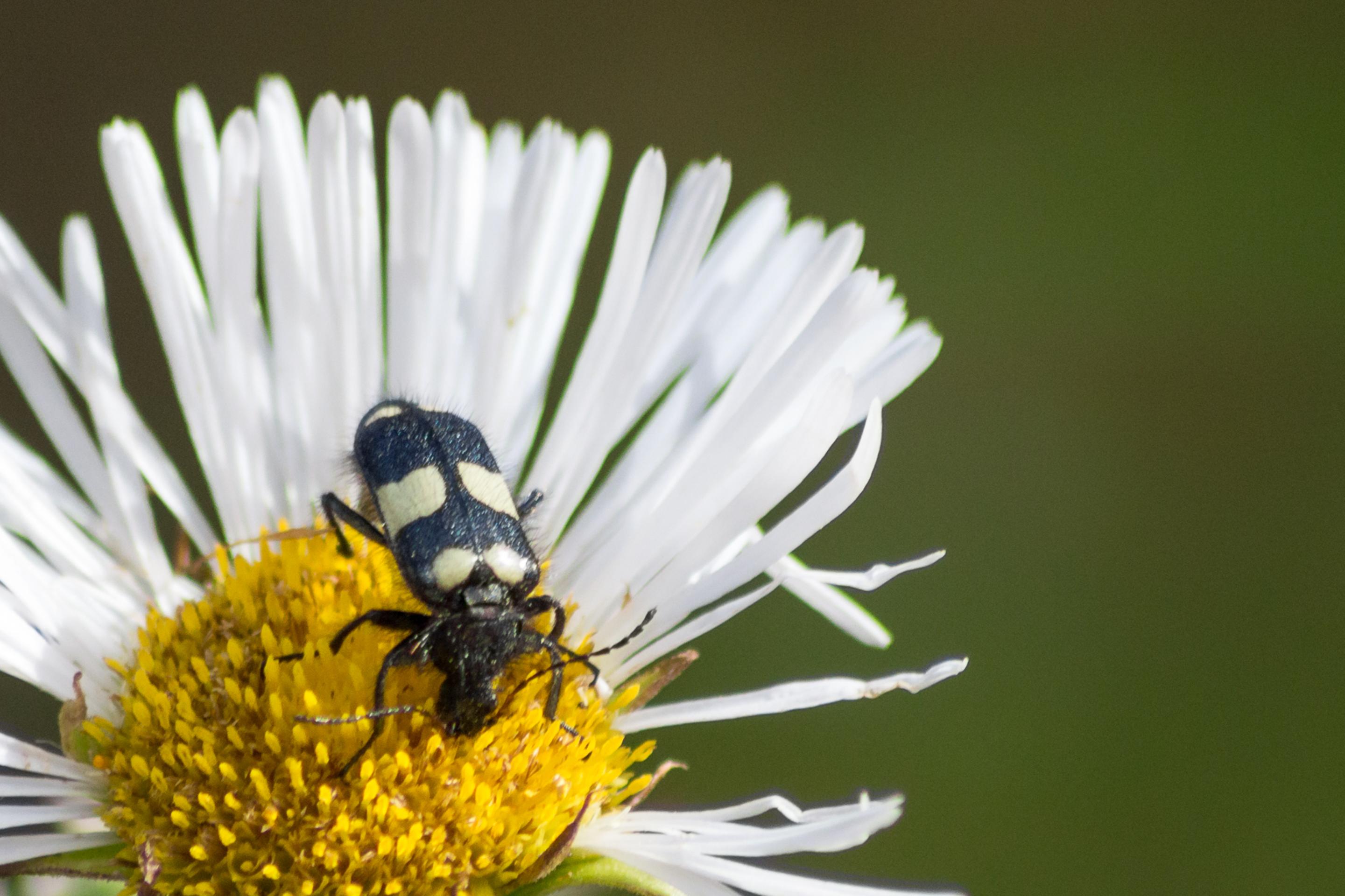 Artrópodes · Fotos