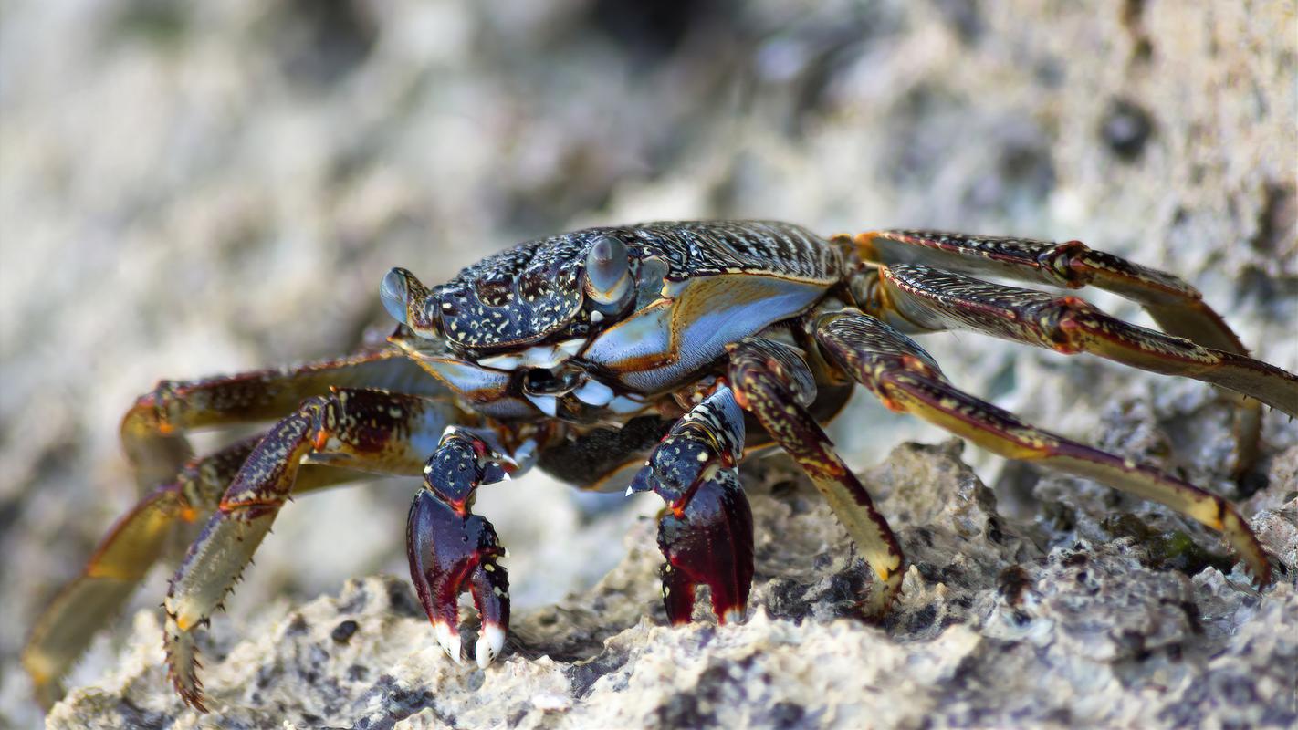 Artrópodes · Fotos